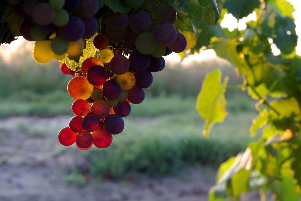 The PGI and The Wines – Vins sable de camargue